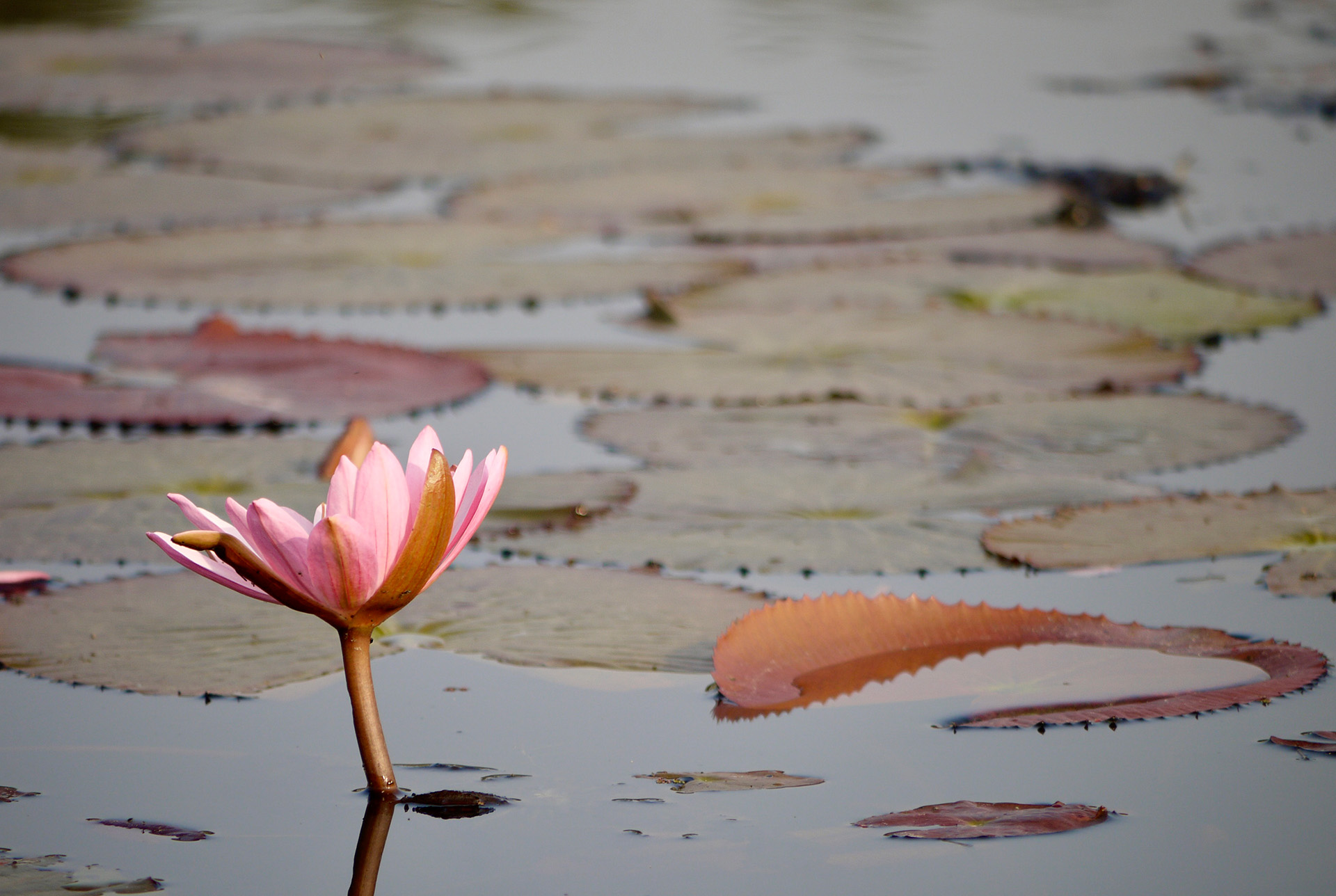 It’s Not About You: 3 Practices for Teaching NVC without Second ...